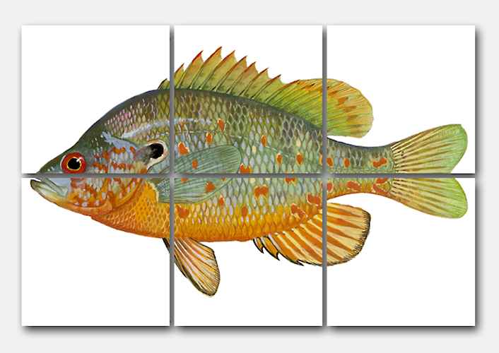 Orange Spotted Sunfish Indiana Fish Identification | Indiana Fishing ...